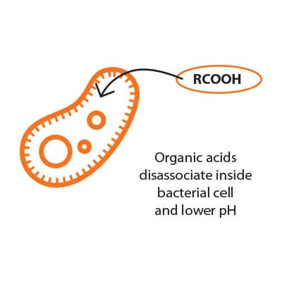 GLOBACID DW LIQUID - Water decontamination, Reduces the water pH.