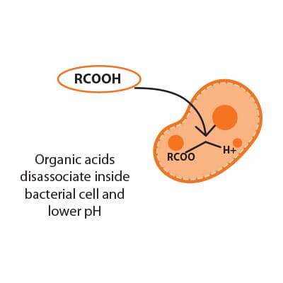 GLOBACID OPCL - Global Nutrition International