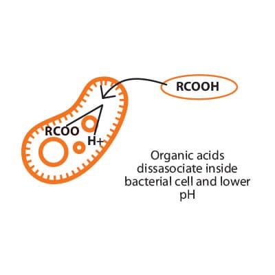 GLOBACID LFPA - Poultry - Global Nutrition International